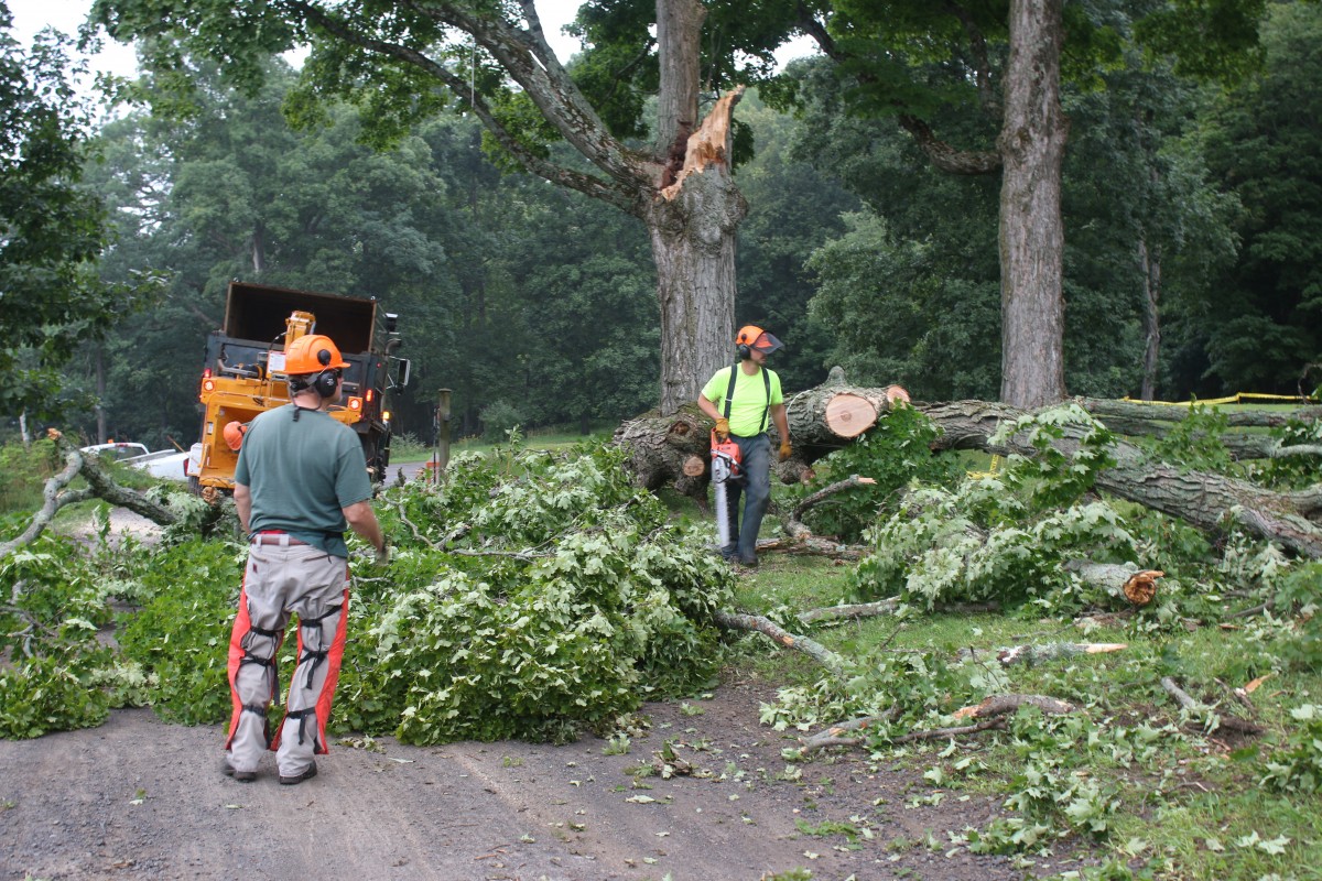 Environmental Tree Service | 24/7 Racine County Tree Removal