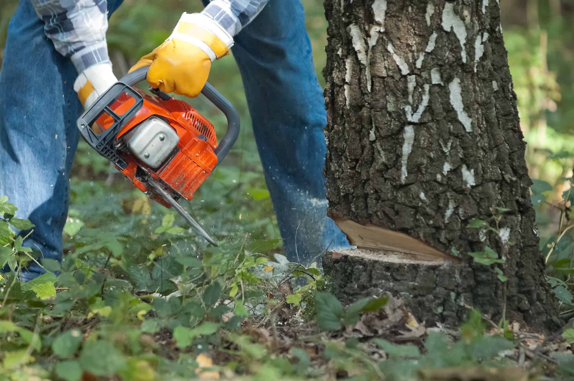 Tree Removal in Racine County | Emergency & Safe Cutting